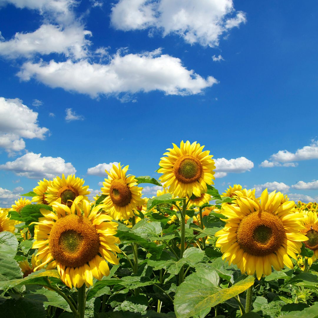 Awakened Energy – Awakening Body + Life